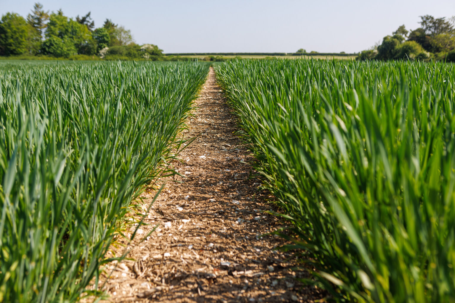 Supporting low carbon wheat - Premier Foods